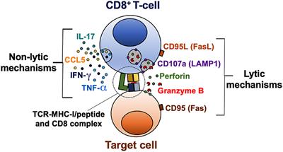Frontiers | CD8+ T-Cell Response to HIV Infection in the Era of Antiretroviral Therapy